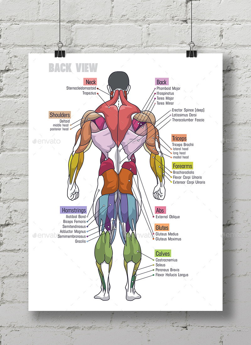 Muscle Anatomy Сhart, Vectors | GraphicRiver