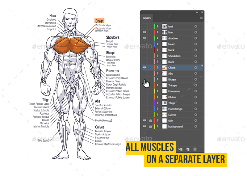 Muscle Anatomy Сhart, Vectors | GraphicRiver