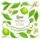 Lime Elements Vector Set by cuttlefish84 | GraphicRiver