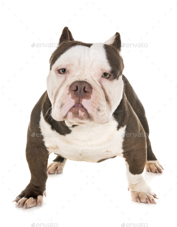 male american bully Stock Photo by cynoclub | PhotoDune