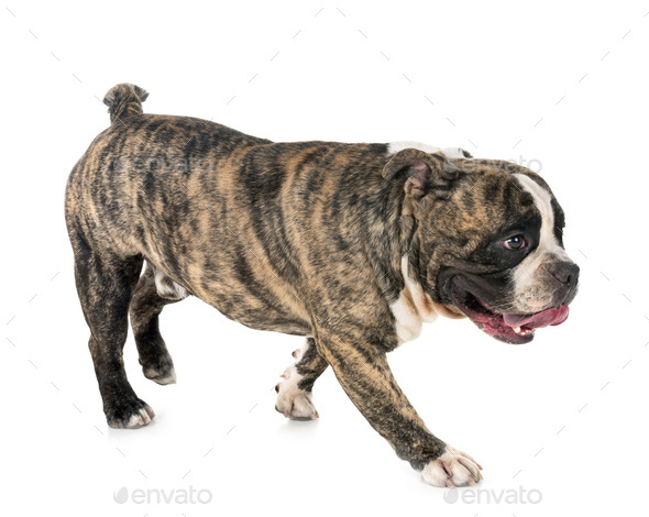 male american bully Stock Photo by cynoclub | PhotoDune
