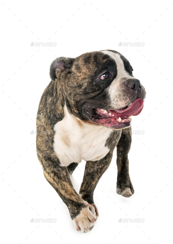 male american bully Stock Photo by cynoclub | PhotoDune