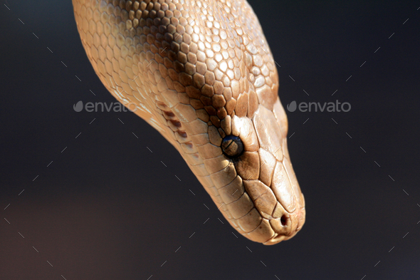 Python - Kakadu National Park, Australia Stock Photo by imagexphoto