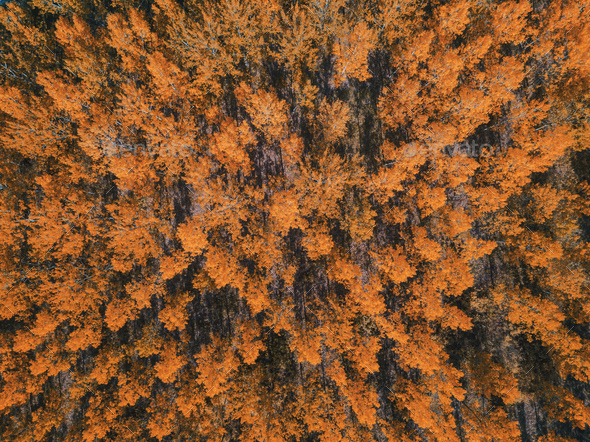 Autumn season forest scenery from drone point of view Stock Photo by ...