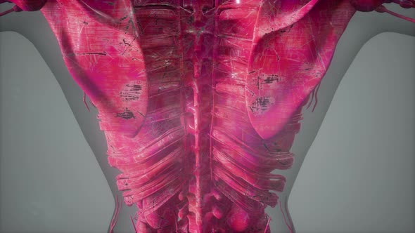 Anatomy Tomography Scan of Human Body, Motion Graphics | VideoHive