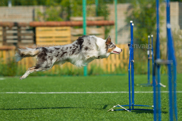Dog at the Agility Competition Stock Photo by oleghz | PhotoDune