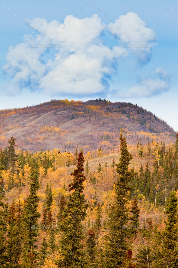 Golden boreal forest taiga autumn Yukon Territory Canada Stock Photo by ...
