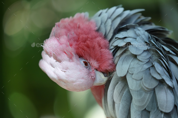 Galah cockatoo Stock Photo by estivillml | PhotoDune