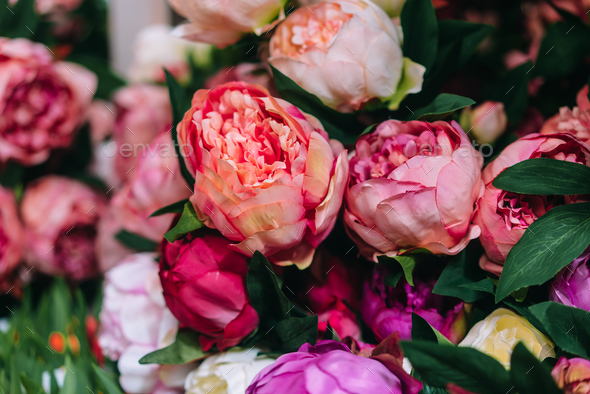 Lot of peonies, close up Stock Photo by simbiothy | PhotoDune