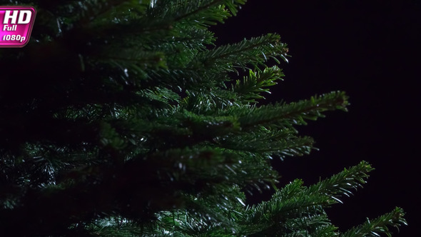 Dark Coniferous Forest Thicket, Stock Footage | VideoHive