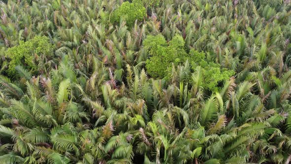 Aerial view Nipah tree grow, Stock Footage | VideoHive