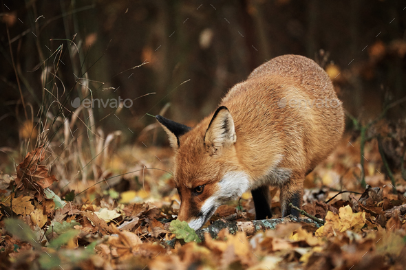 Fox on autumn forest Stock Photo by linux87 | PhotoDune