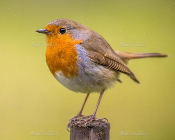 Red Robin on spring background Stock Photo by CreativeNature_nl | PhotoDune
