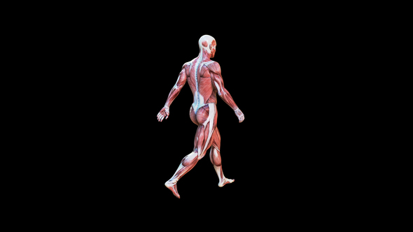 Human Walk Cycle Back 4 K, Motion Graphics | VideoHive