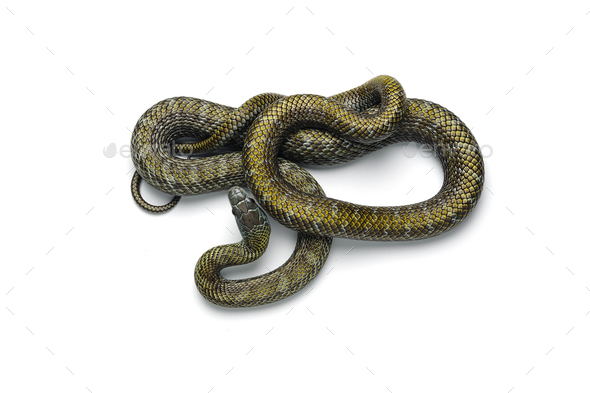 The Japanese rat snake isolated on white background Stock Photo by ...