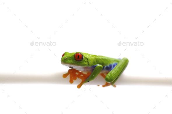 Red eyed tree frog isolated on white background Stock Photo by PetlinDmitry