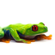 Red eyed tree frog isolated on white background Stock Photo by PetlinDmitry
