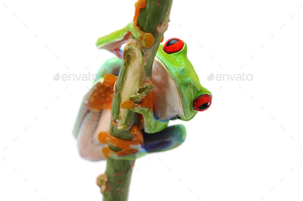 Red eyed tree frog isolated on white background Stock Photo by PetlinDmitry