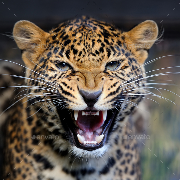 Leopard portrait in nature Stock Photo by byrdyak | PhotoDune