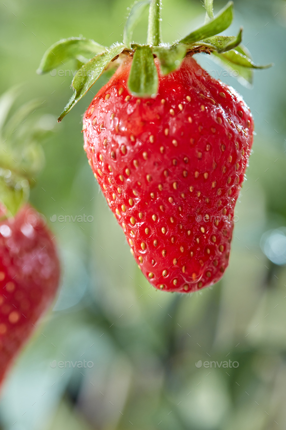 Ripe strawberry on a stalk with a drop of water on a background of ...
