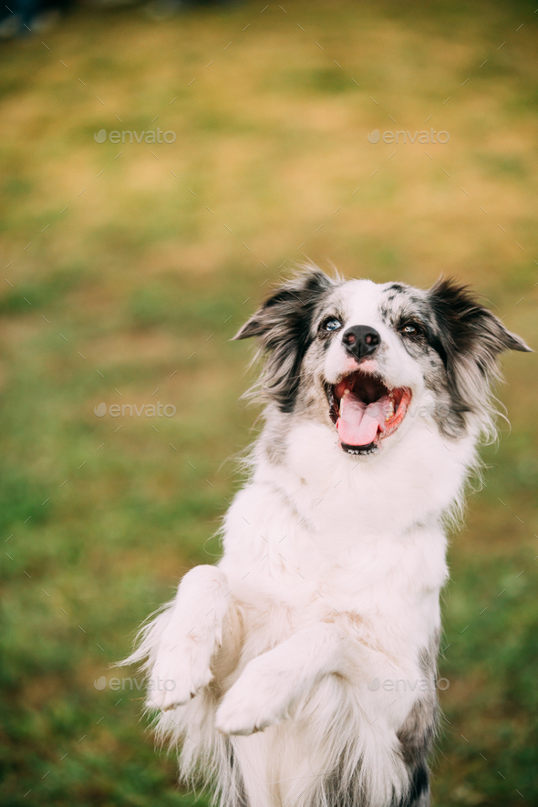 Border Collie Adult Dog Staying On Paws In Green Grass. Close Up Stock ...