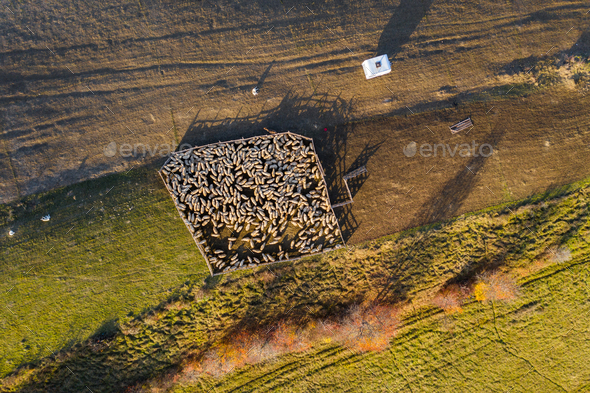 Sheep in sheepfold above in early morning lights. Aerial drone shot ...