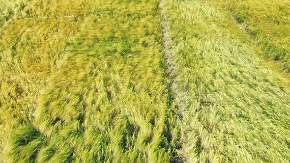 Top View of Growing Rye Varieties, Stock Footage | VideoHive