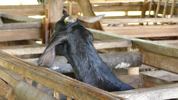 Black goat looking around outside his box at a farm , Stock Footage