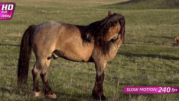 Herd Leader On Pasture, Stock Footage | VideoHive
