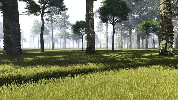 Forest, Motion Graphics | VideoHive