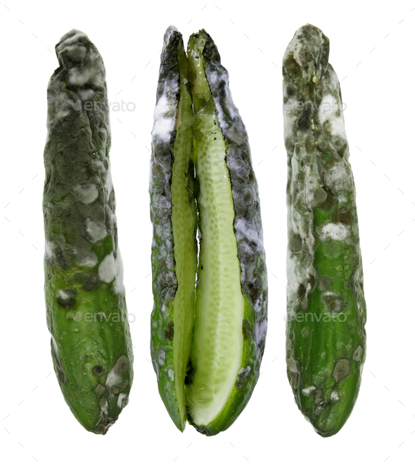 Rotten Cucumbers Stock Photo by lightzone | PhotoDune