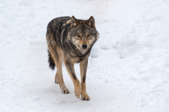 Timber wolf hunting in the forest Stock Photo by byrdyak | PhotoDune