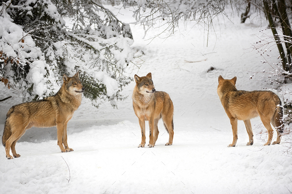 Wolves in winter Stock Photo by johan10 | PhotoDune