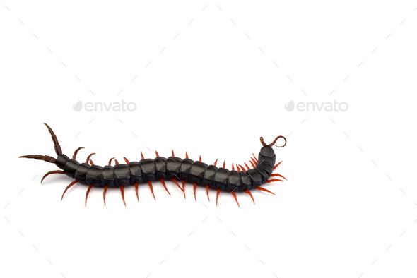 Giant centipede isolated on white background Stock Photo by PetlinDmitry