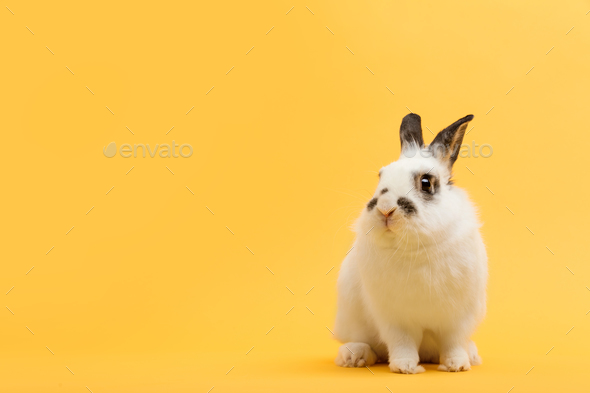 White rabbit on yellow background. Stock Photo by photocreo | PhotoDune