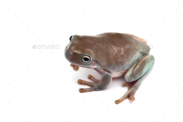 blue Giant flying frog isolated on white background Stock Photo by ...