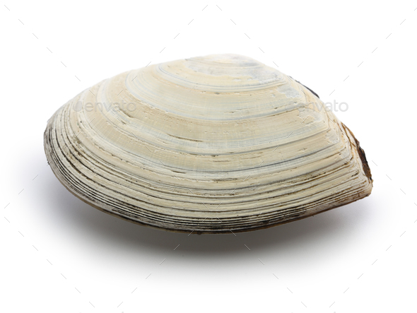 saragai (northern great tellin clam), japanese seafood Stock Photo by ...