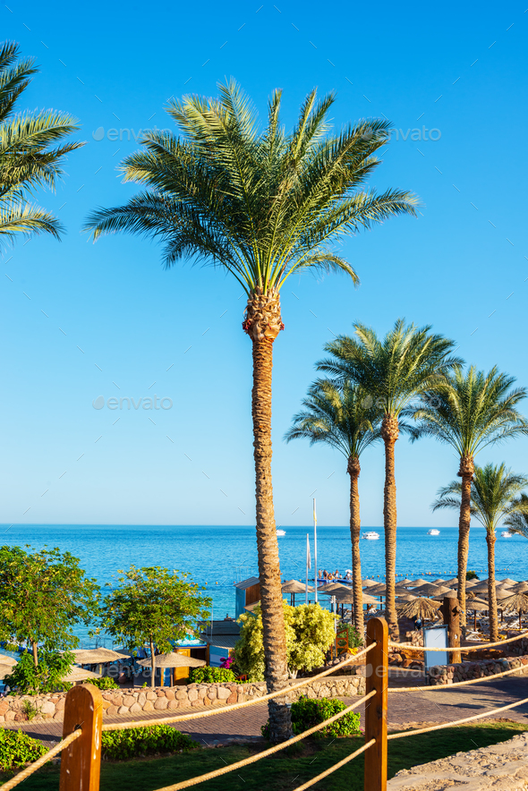 Palms in egypt Stock Photo by Givaga | PhotoDune