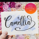 Camellia Script, Fonts | GraphicRiver