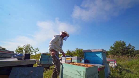 Apiculture process. Apiarist works with chimney over wooden beehive ...