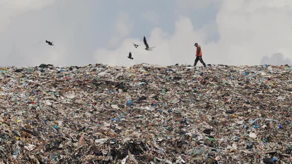 Man Worker Works on Huge Garbage Hill on City Dump in Non Recycling ...