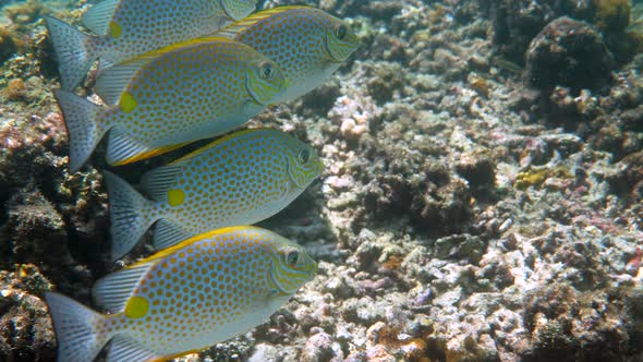 Underwater Video of Golden Rabbitfish or Siganus Guttatus School in ...