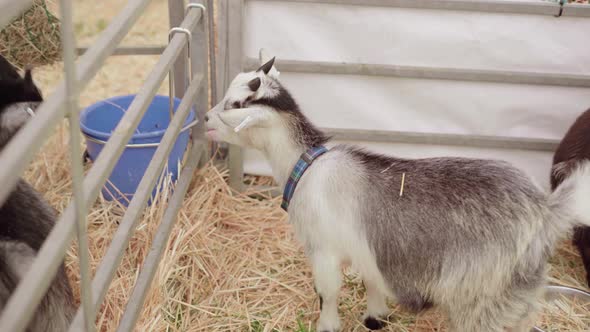An Alpine Goat Kid At The Ranch Munching Its Food - high angle shot ...