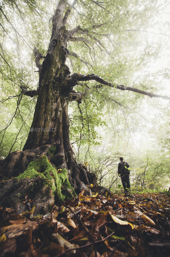 Giant old tree Stock Photo by andreiuc88 | PhotoDune