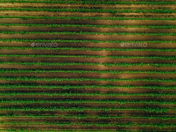 Aerial view over vineyard fields in Italy. Rows of grape vines Stock ...