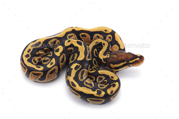 Snake Ball python isolated on white background Stock Photo by PetlinDmitry