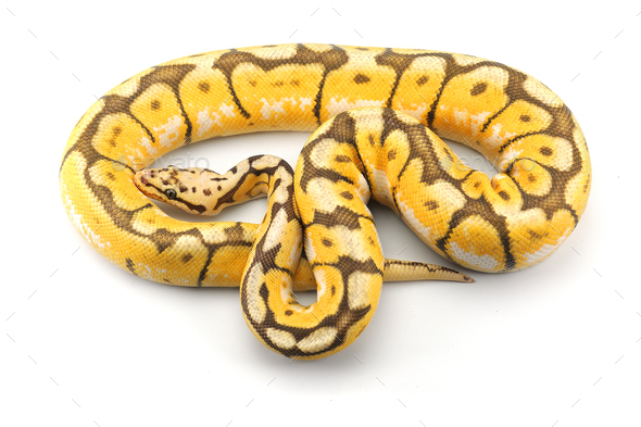 Snake Ball python isolated on white background Stock Photo by PetlinDmitry
