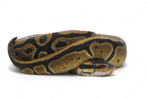 Snake Ball python isolated on white background Stock Photo by PetlinDmitry