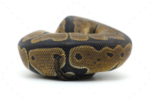 Snake Ball python isolated on white background Stock Photo by PetlinDmitry
