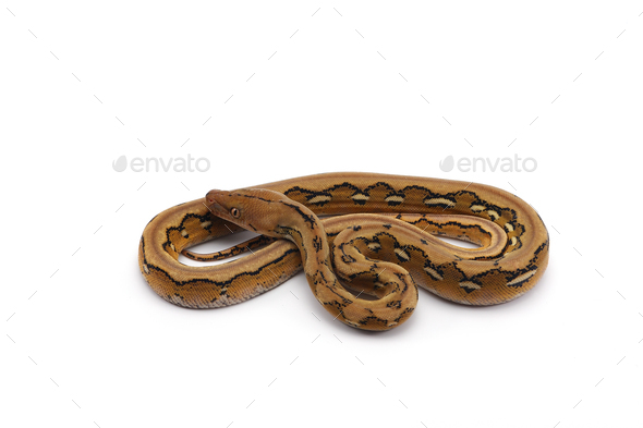 Snake Reticulated python isolated on white background Stock Photo by ...